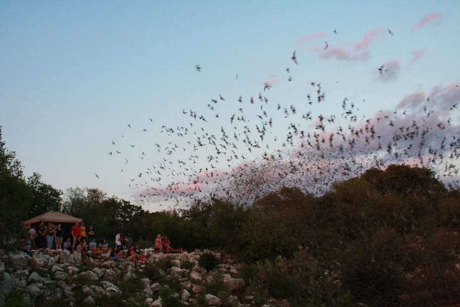 Celebrating Bat Week in Bat City, USA | Defenders of Wildlife