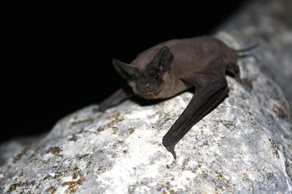 Celebrating Bat Week in Bat City, USA | Defenders of Wildlife