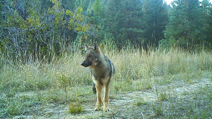 The Life and Legacy of Washington’s Oldest Wolf | Defenders of Wildlife