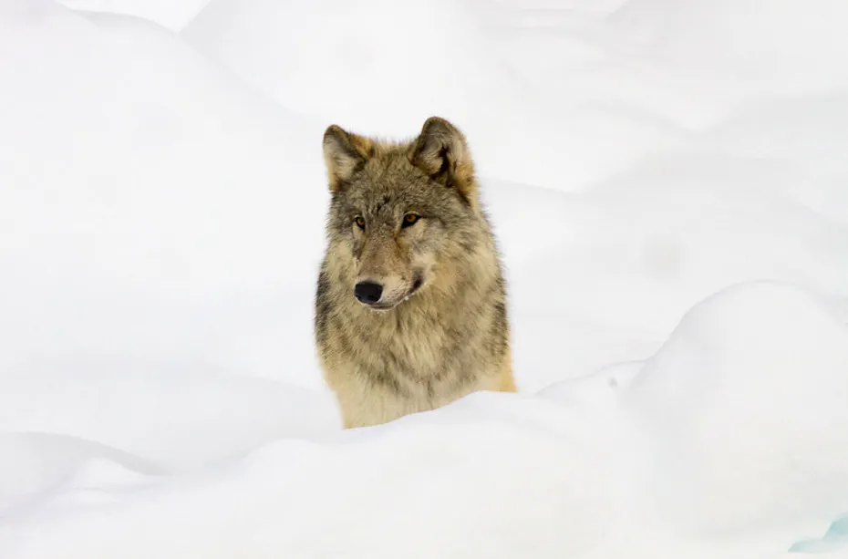 Wolves Take Home a Needed Victory in Colorado | Defenders of Wildlife