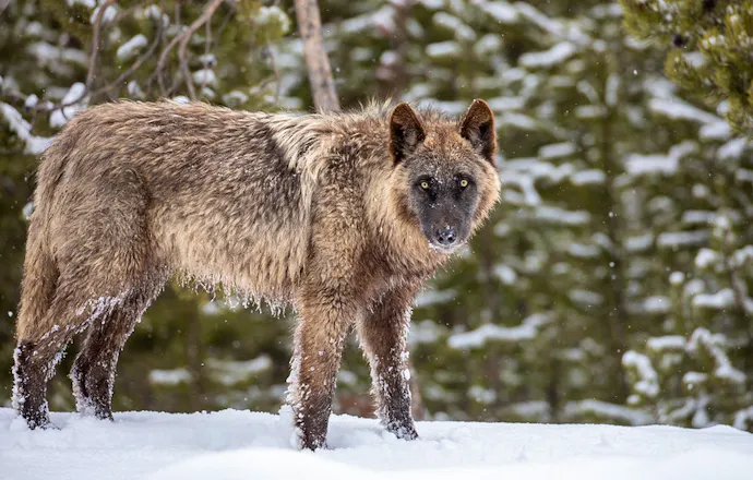 Wolves Take Home a Needed Victory in Colorado | Defenders of Wildlife