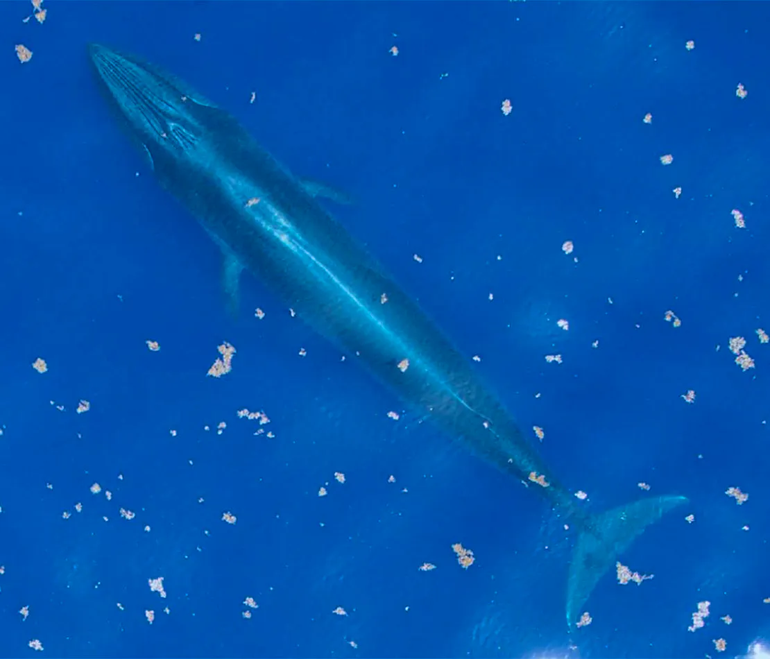World Whale Day: Five Facts About the Newly “Discovered” Gulf of Mexico ...