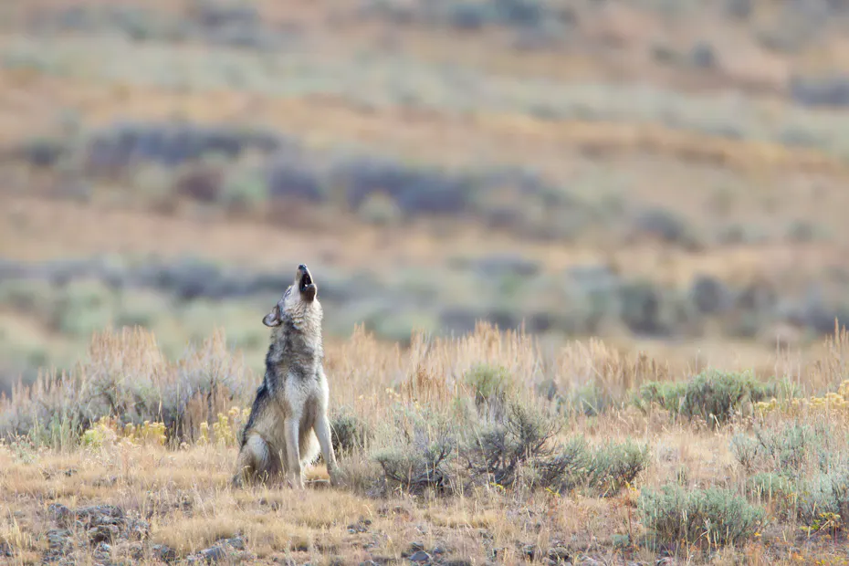 Why We Love Nature: The Inspiring Stories of Defenders of Wildlife ...