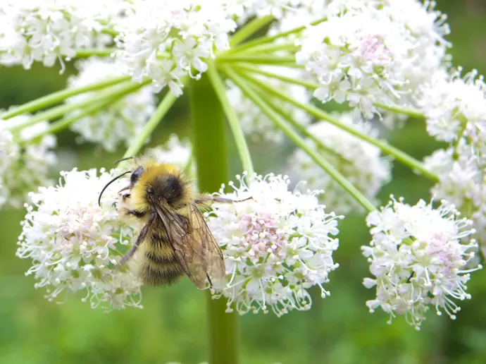 Bee is for Biodiversity | Defenders of Wildlife