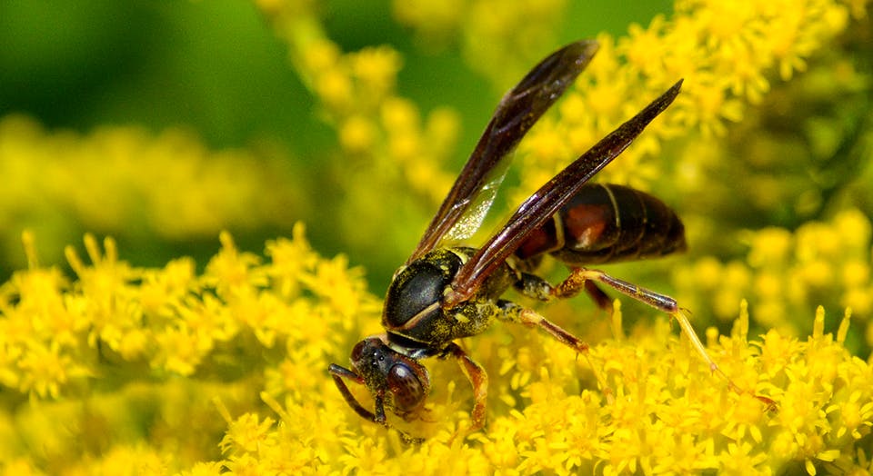 What do wasps do for the environment store