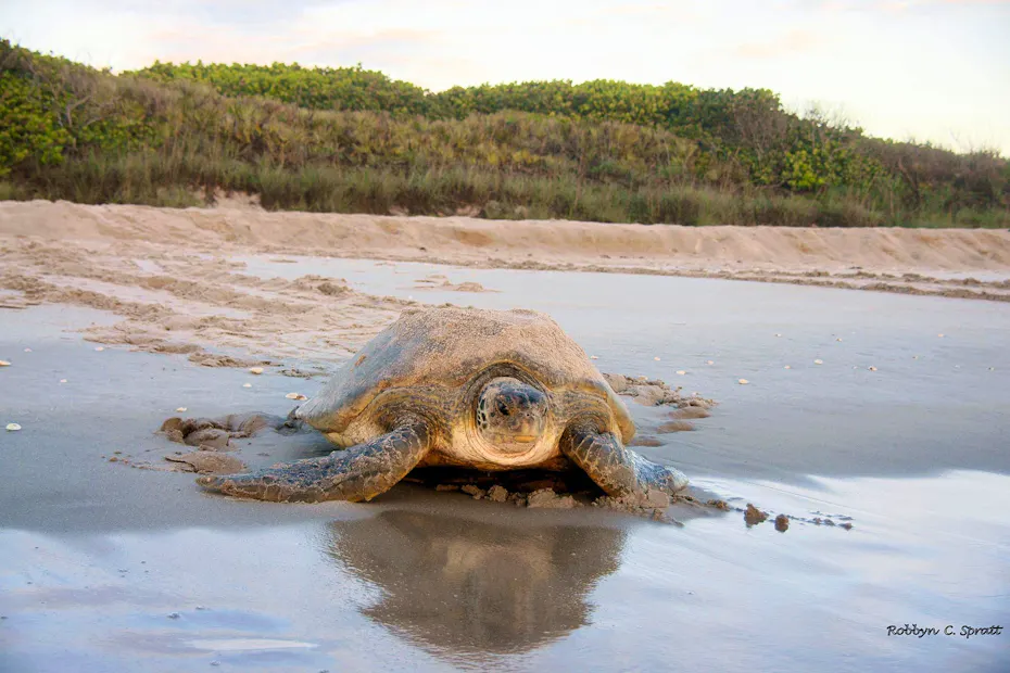 Rescue, Rehabilitate and Release Means Hope for Sea Turtles | Defenders ...