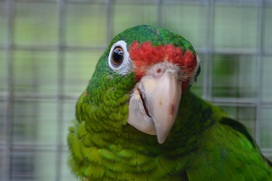 El Yunque National Forest and the Puerto Rican Parrot: A Story of Peril ...