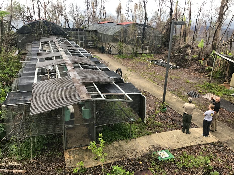 El Yunque National Forest and the Puerto Rican Parrot: A Story of Peril ...