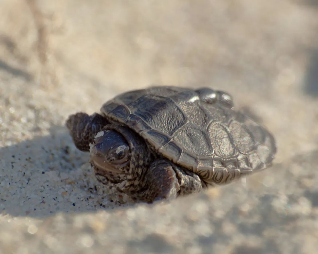 A Landmark Victory Enhances Protection of Sea Turtles’ Habitat ...