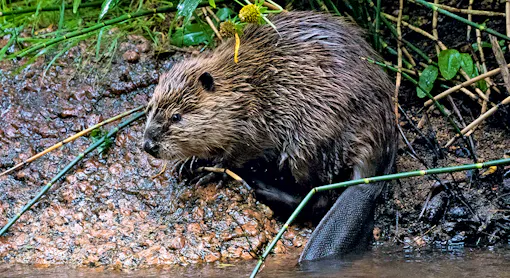 Defenders of Wildlife Celebrates World Wetlands Day with Some ...