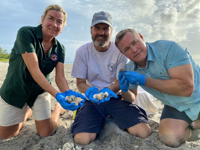 The Intrepid Sea Turtle | Defenders of Wildlife