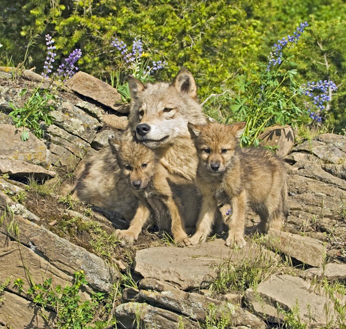 Gray Wolf | Defenders of Wildlife