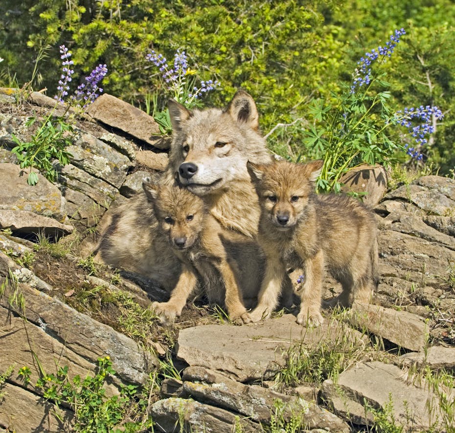 Gray Wolf | Defenders of Wildlife