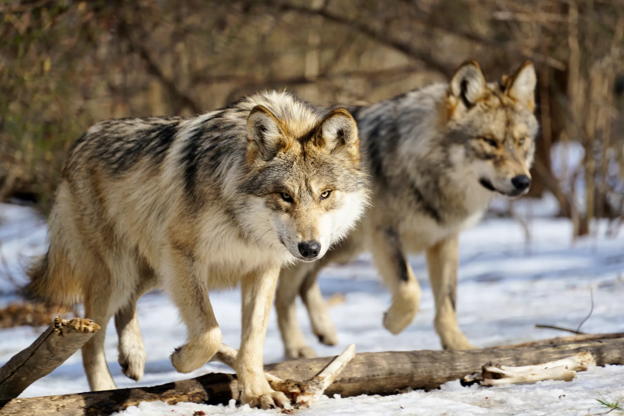 Finding Inspiration from a Three-legged Wolf | Defenders of Wildlife