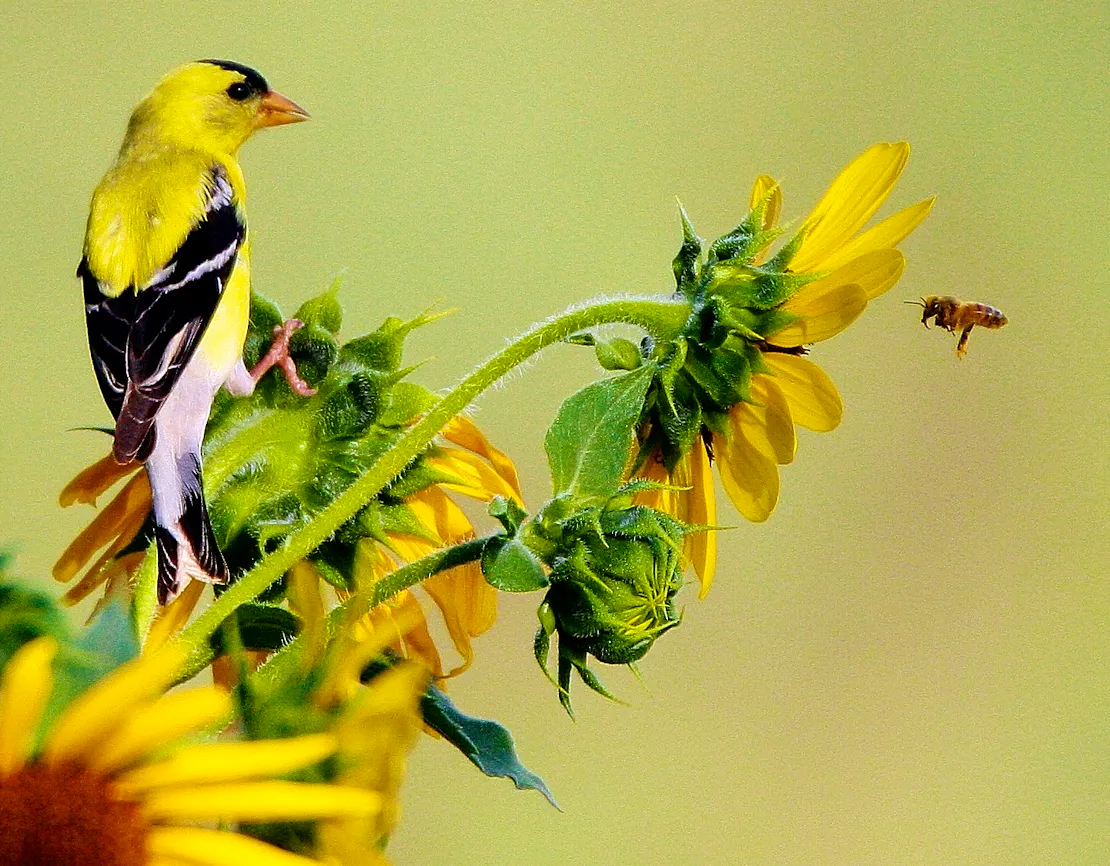 What’s the Buzz Around Pollinators? | Defenders of Wildlife
