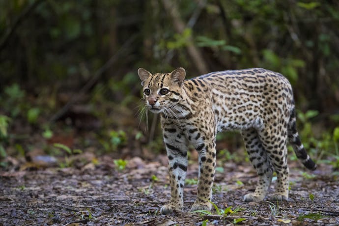 A Tale of Love and Recovery for Ocelots in Texas | Defenders of Wildlife