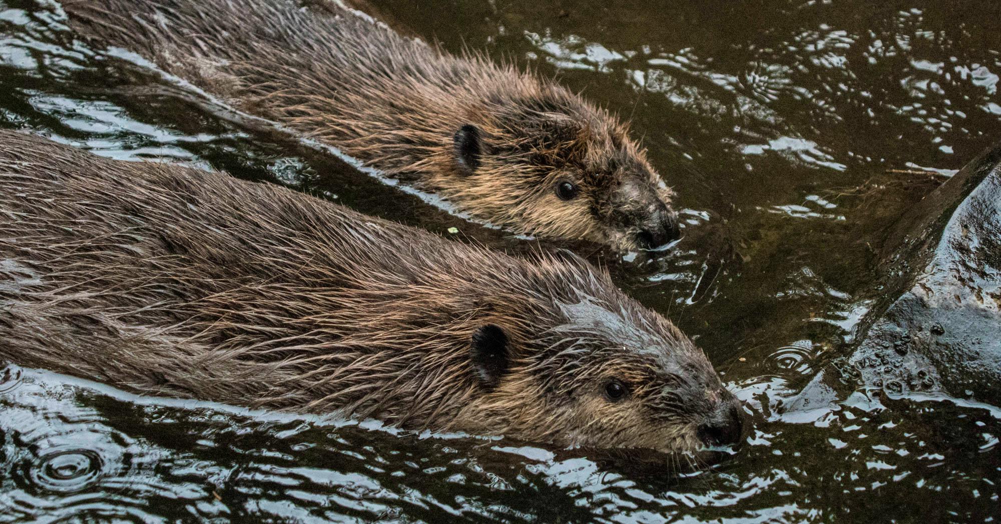 Traditional Farming Communities Coexist with Beavers | Defenders of ...