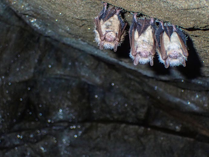 Tricolored Bats Proposed for Endangered Species Act Protection ...
