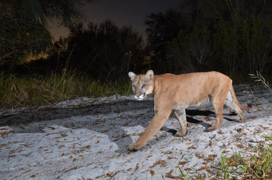 Defenders of Wildlife Encouraged by Photos of Florida Panther at ...