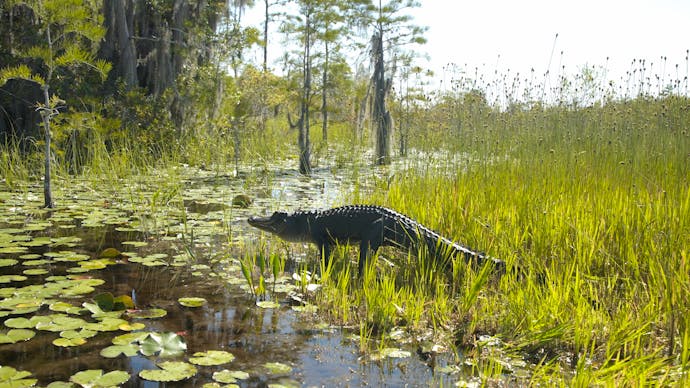 De-Horrifying Swamps & Creatures Relying on Them | Defenders of Wildlife