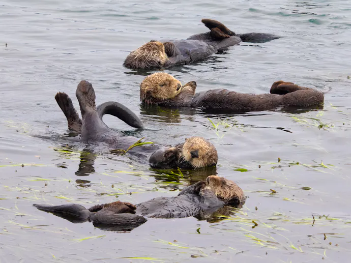 Sea Otter Awareness Week 2022: A 20th Anniversary Review | Defenders of ...