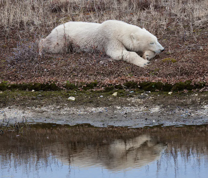 Polar Bears Affected by Climate Change | Defenders of Wildlife