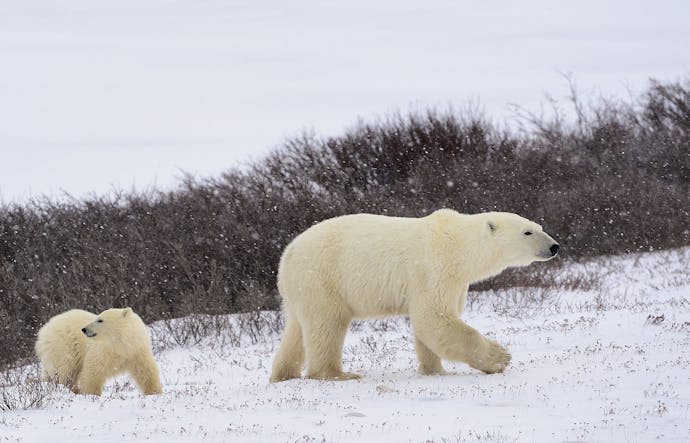 Polar Bears Affected by Climate Change | Defenders of Wildlife
