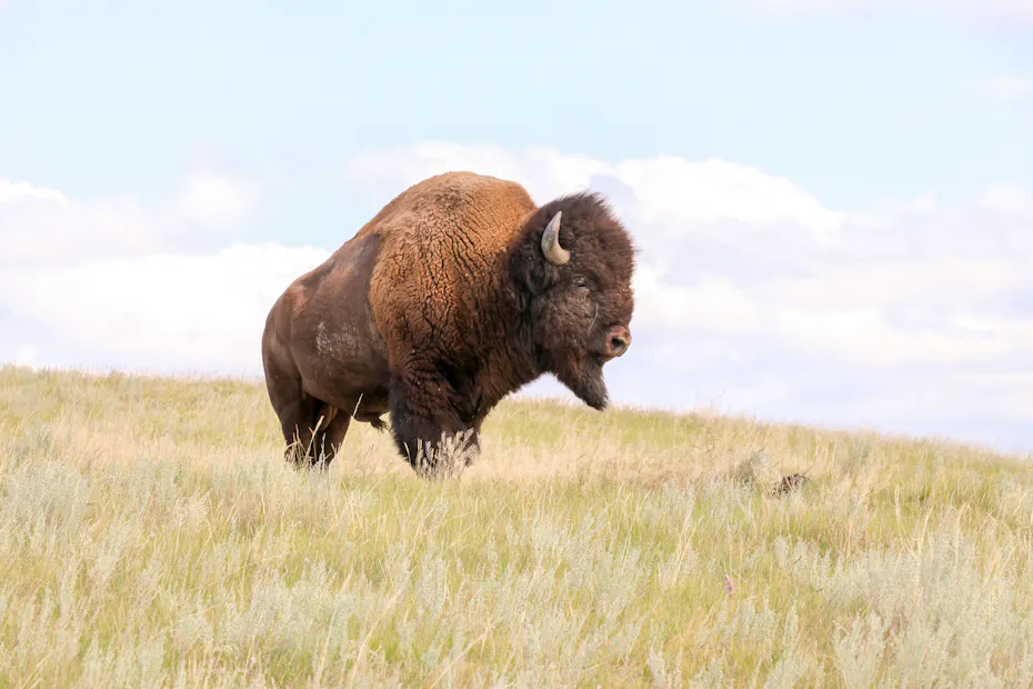 National Bison Day – Celebrating the Restoration Efforts of Our ...