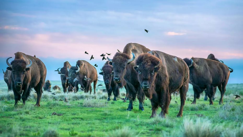 Bison | Defenders of Wildlife