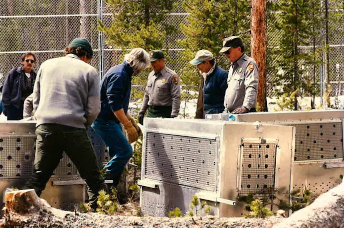 The Truth About Wolves in Montana | Defenders of Wildlife