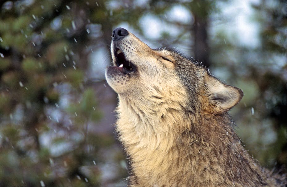 The Truth About Wolves in Montana | Defenders of Wildlife