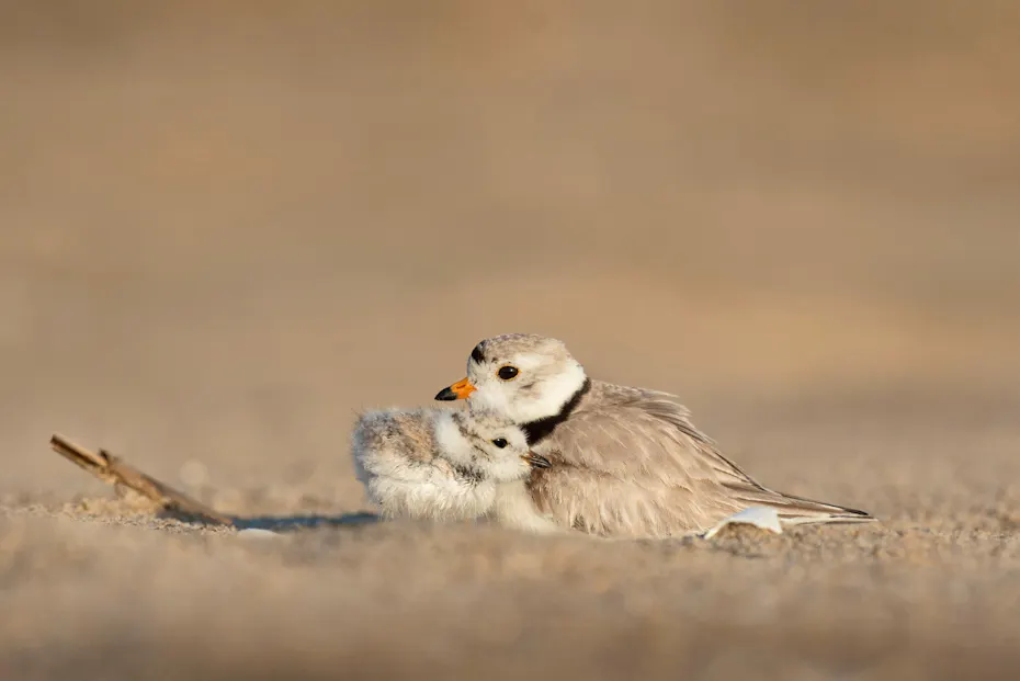 10 Wildlife Wins to Celebrate from 2022 | Defenders of Wildlife