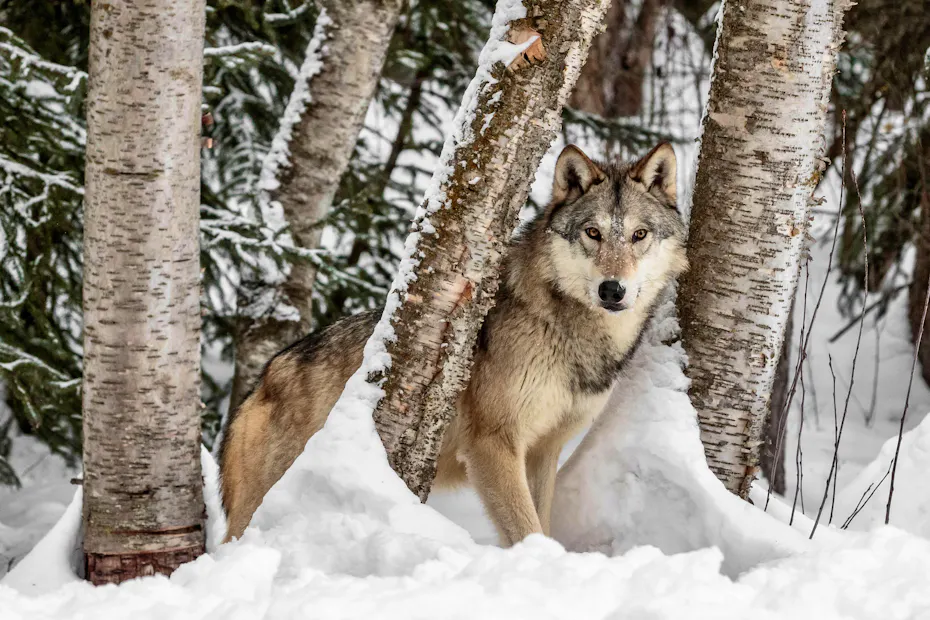 The Truth About Wolves in Montana | Defenders of Wildlife