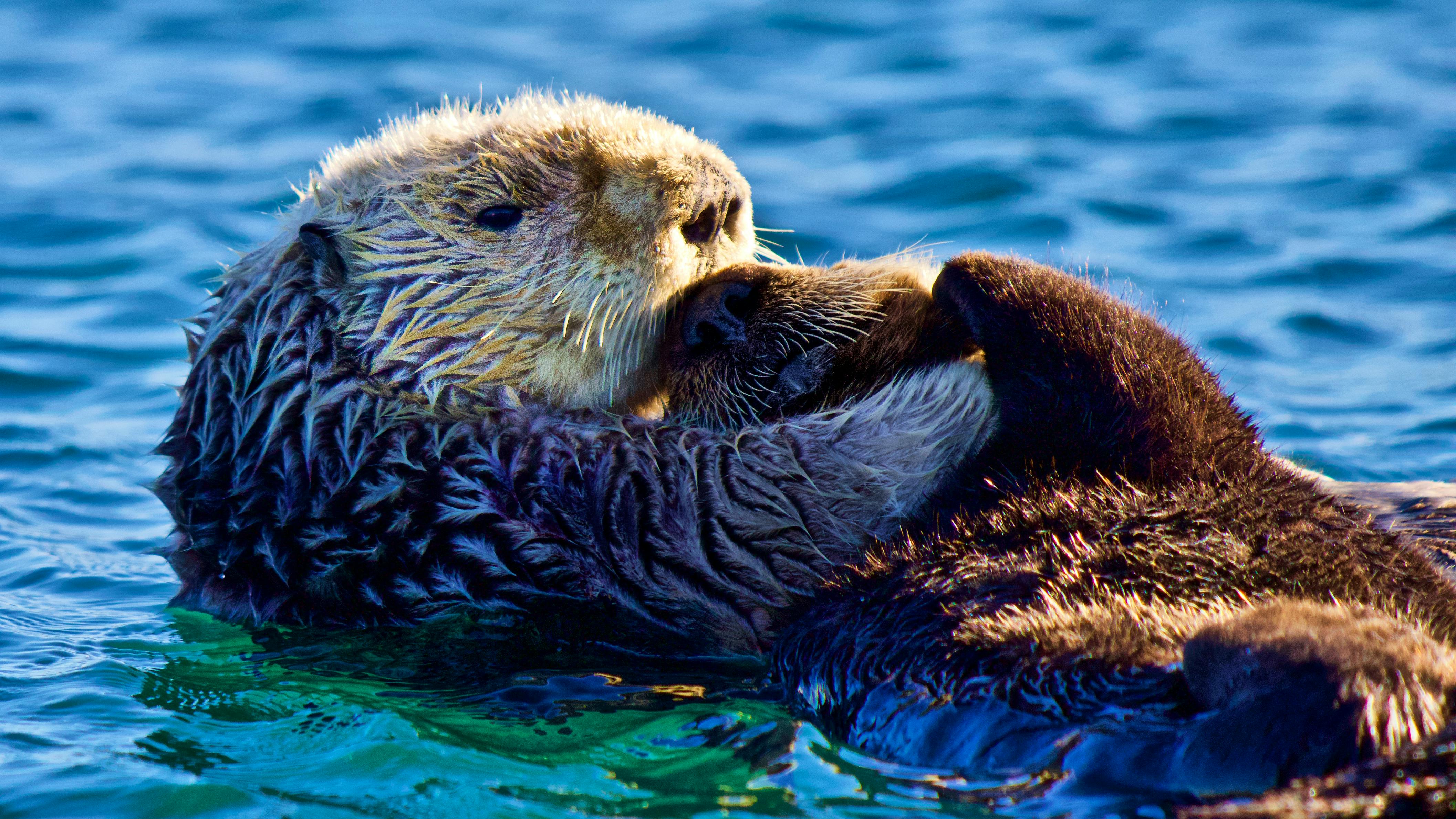Sea Otter | Defenders of Wildlife