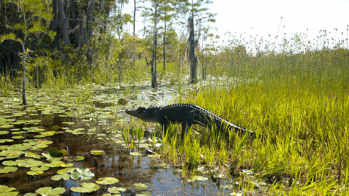 Defenders of Wildlife Celebrates World Wetlands Day with Some ...