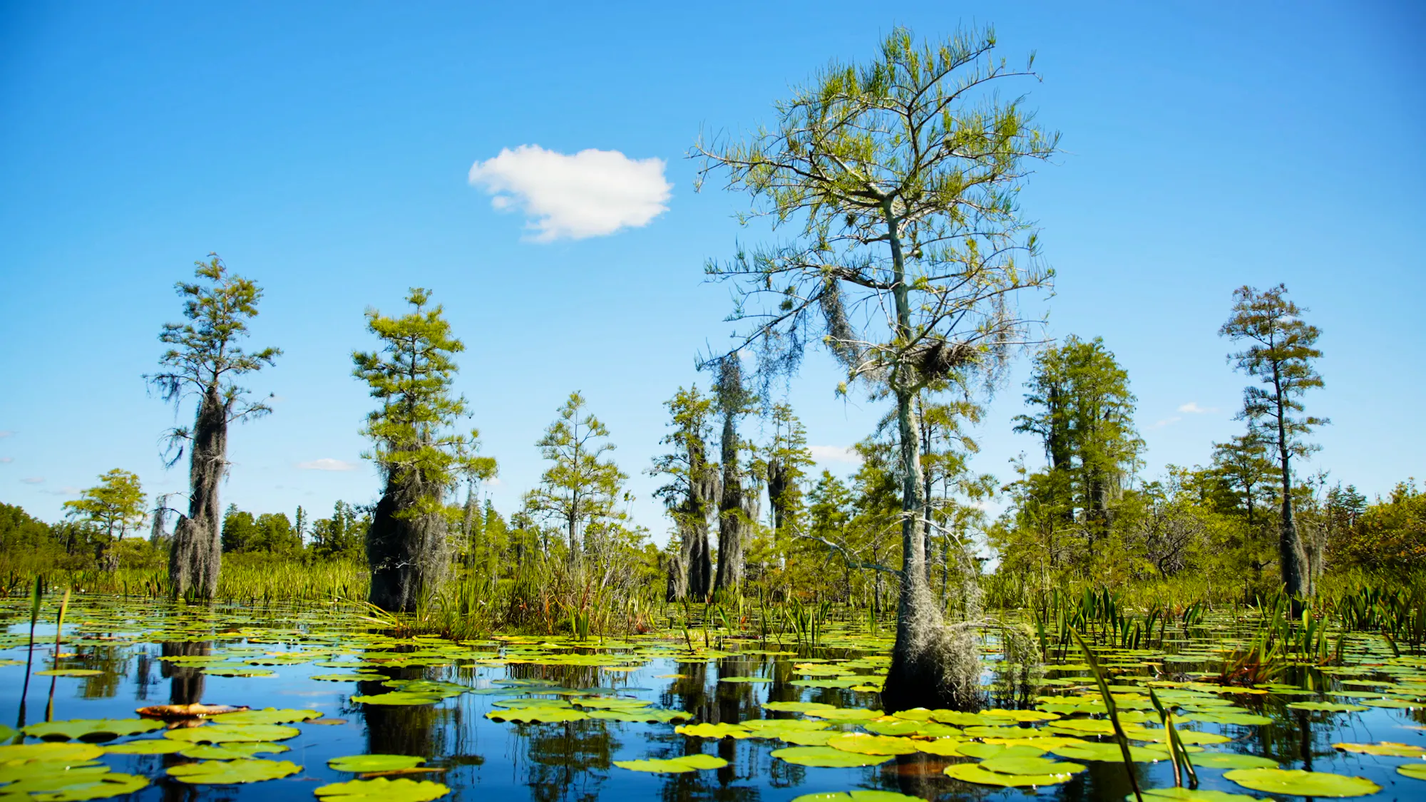 Defenders of Wildlife Celebrates World Wetlands Day with Some ...