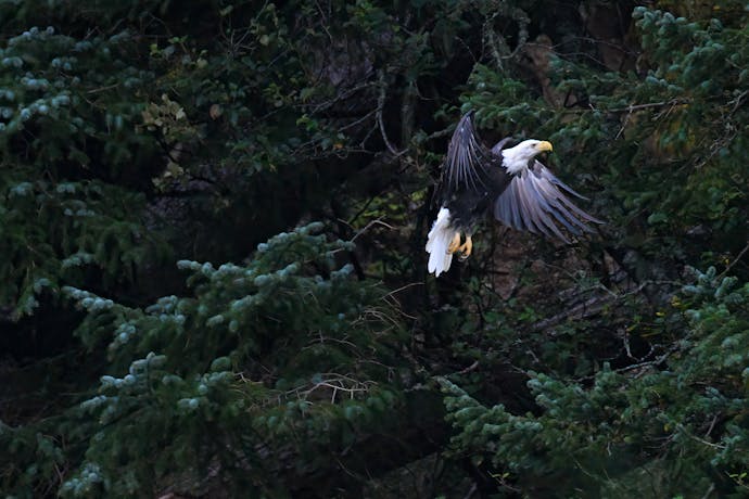 Saving the Bald Eagle – a Conservation Success Story | Defenders of ...