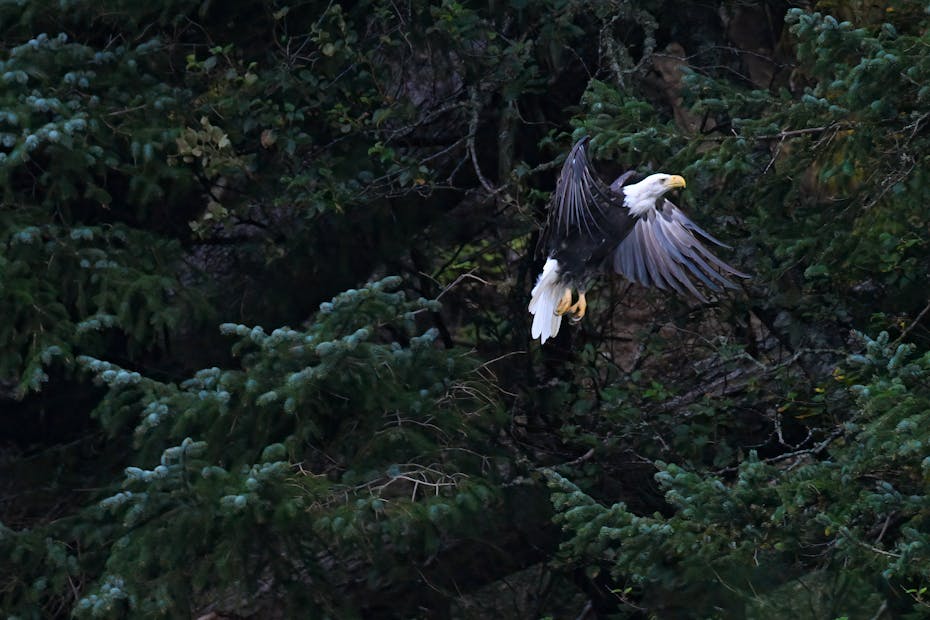 Saving the Bald Eagle – a Conservation Success Story | Defenders of ...