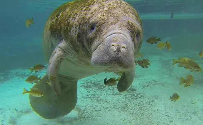 Appreciating the Manatee | Defenders of Wildlife