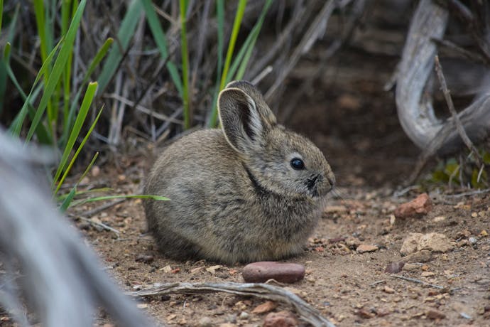 Petition Seeks to Protect Pygmy Rabbit Under Endangered Species Act ...