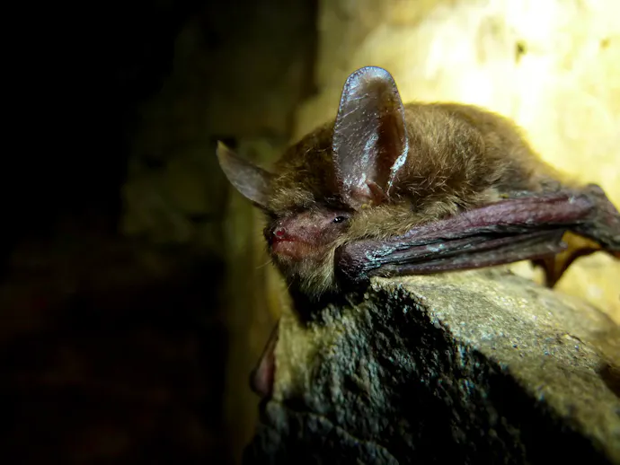 Seven Not-So-Spooky Facts About Bats | Defenders of Wildlife