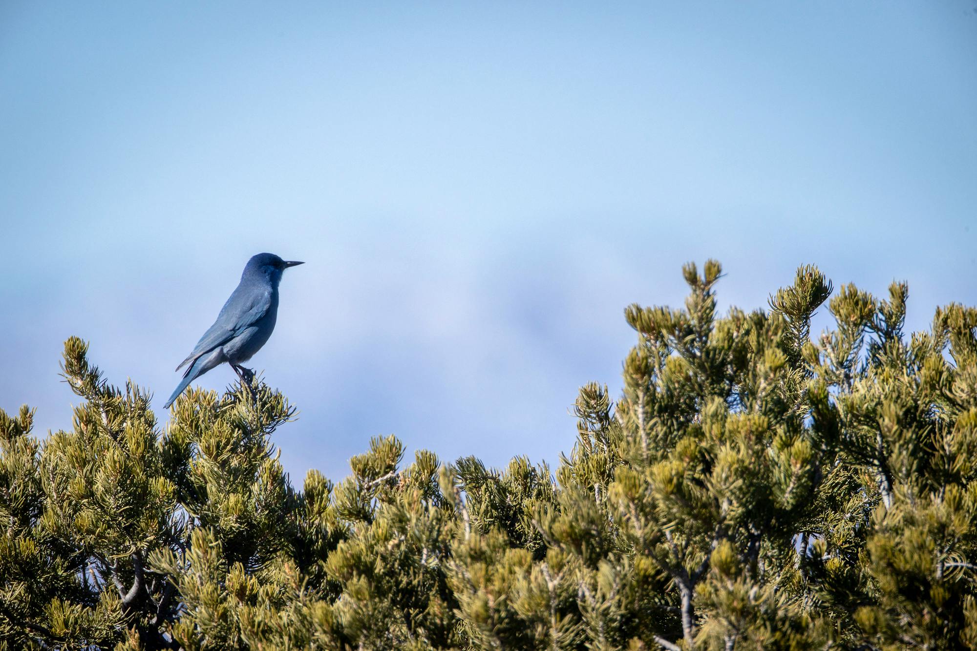 How to Celebrate Earth Day | Defenders of Wildlife