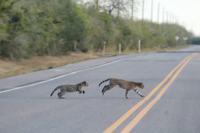 Facts About Ocelots and How You Can Help Save Them | Defenders of Wildlife