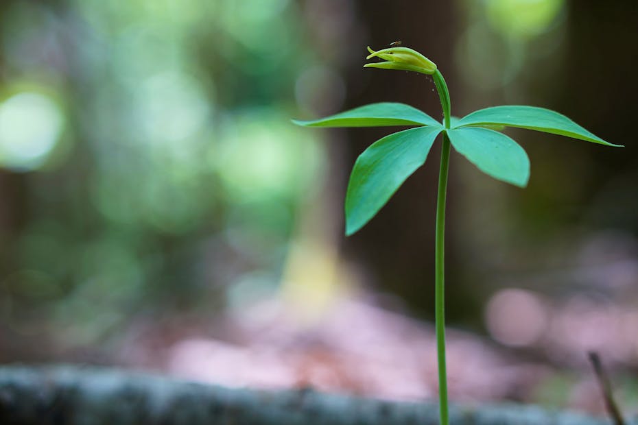 Make Every Day Earth Day: Activities You Can Do for Nature in 2023 ...