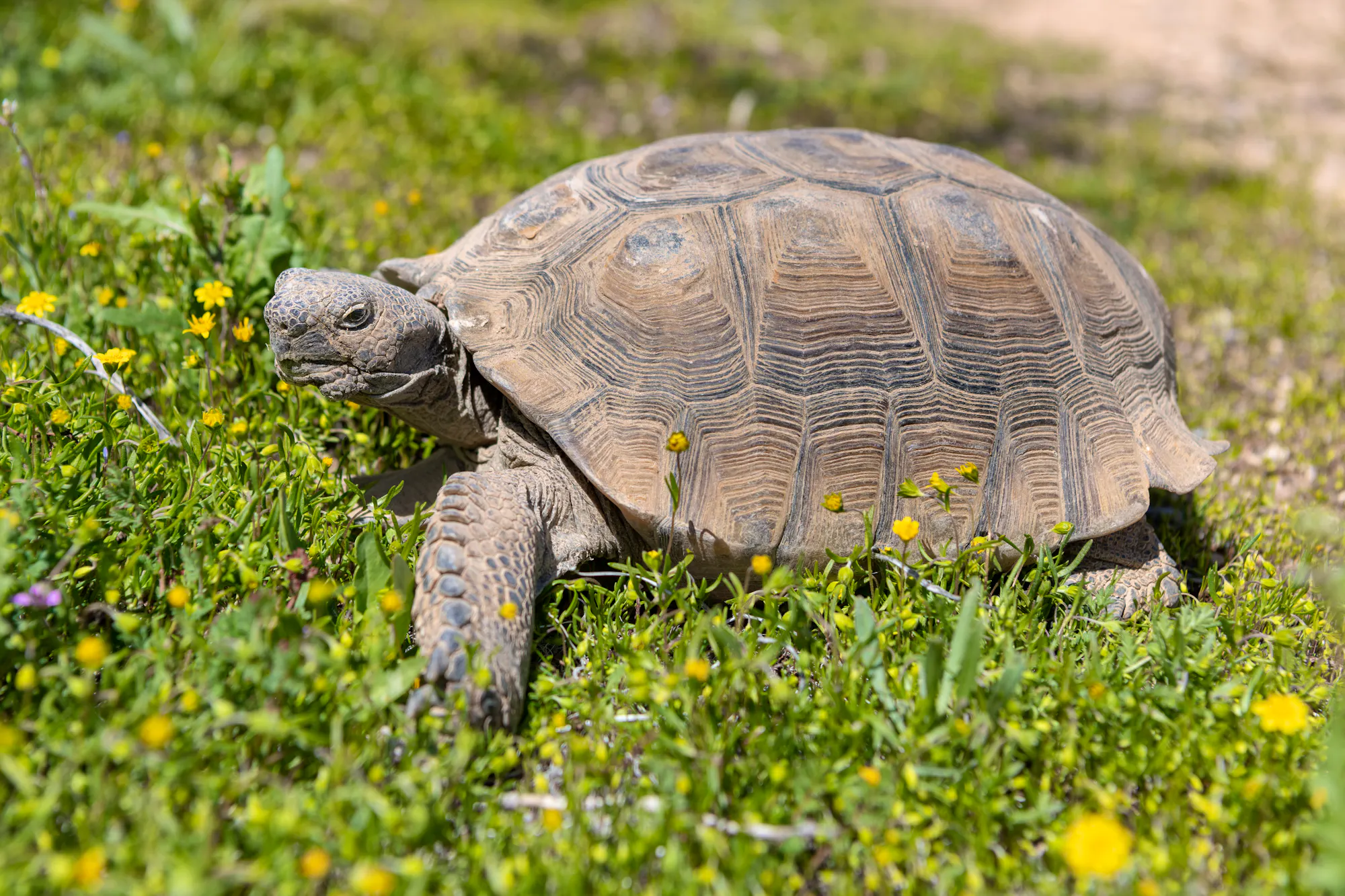 Celebrating 50 Years of the Desert Tortoise Research Natural Area ...
