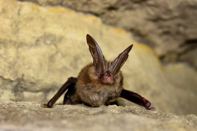 Bat Appreciation Day: Why We Are Batty About Bats! | Defenders of Wildlife