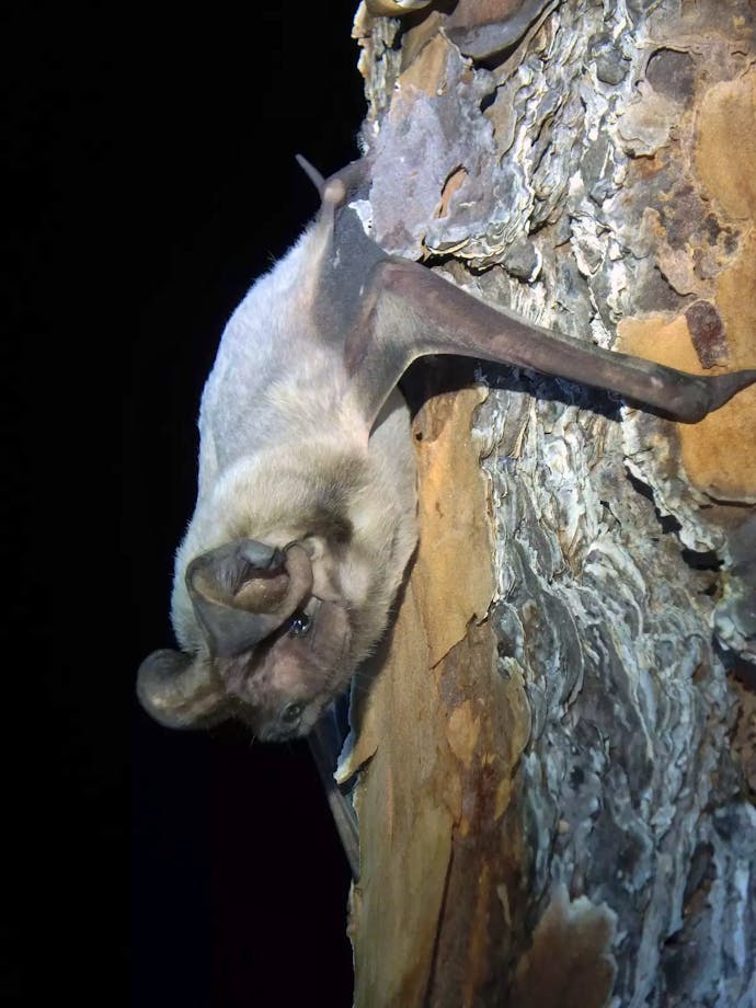 Bat Appreciation Day: Why We Are Batty About Bats! | Defenders of Wildlife