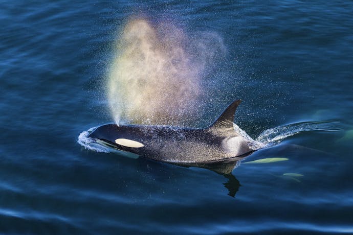 The Legacy of the Southern Resident Orca | Defenders of Wildlife
