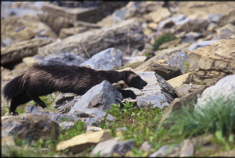 Why Wolverines Are the Most Fearless Animal (And Why They're Coming ...