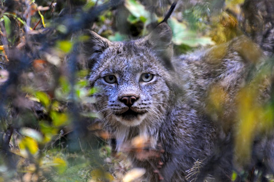 Canada Lynx | Defenders of Wildlife
